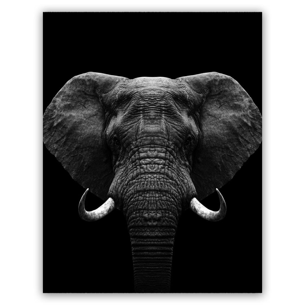 Zwart Wit Olifant - Popart Schilderijen - Popart Schilderijen